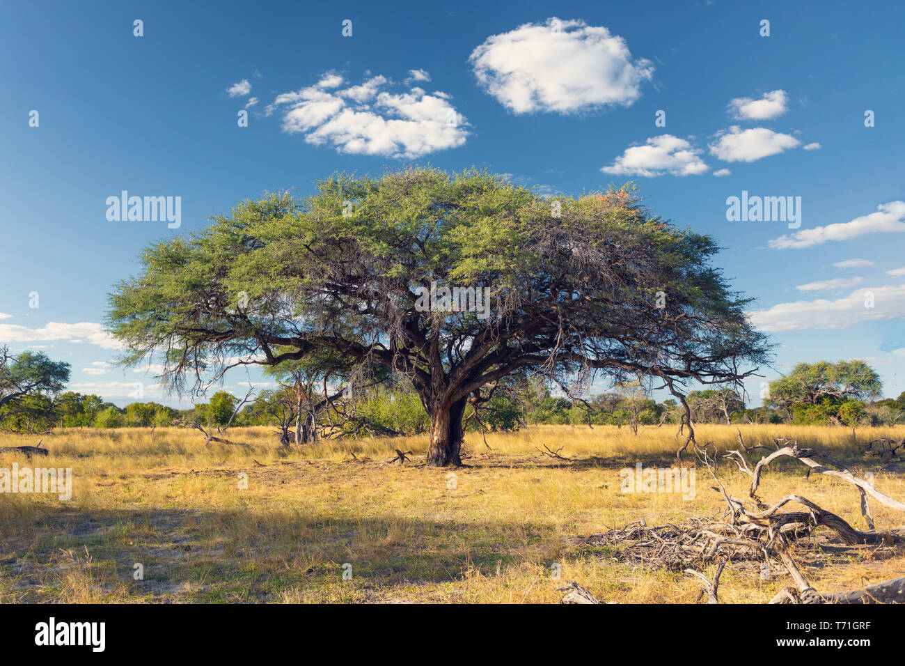 Moremi game reserve landscape, Africa wilderness Stock Photo - Alamy