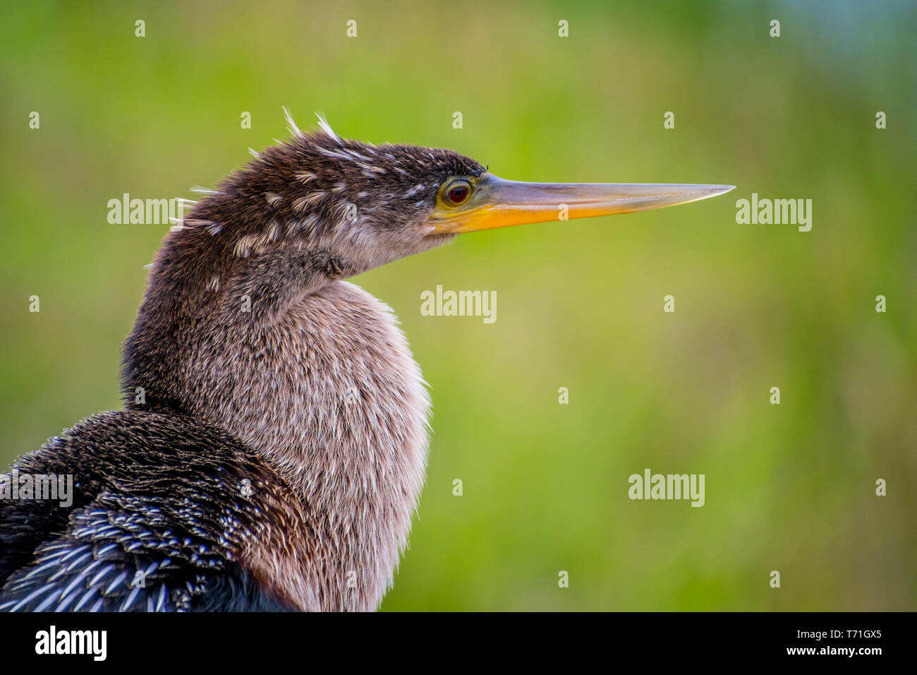 Female anhinga hi-res stock photography and images - Alamy
