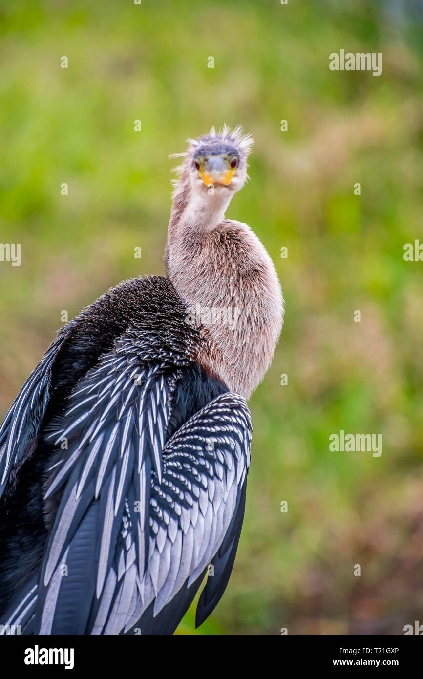 Female anhinga everglades national hi-res stock photography and images ...