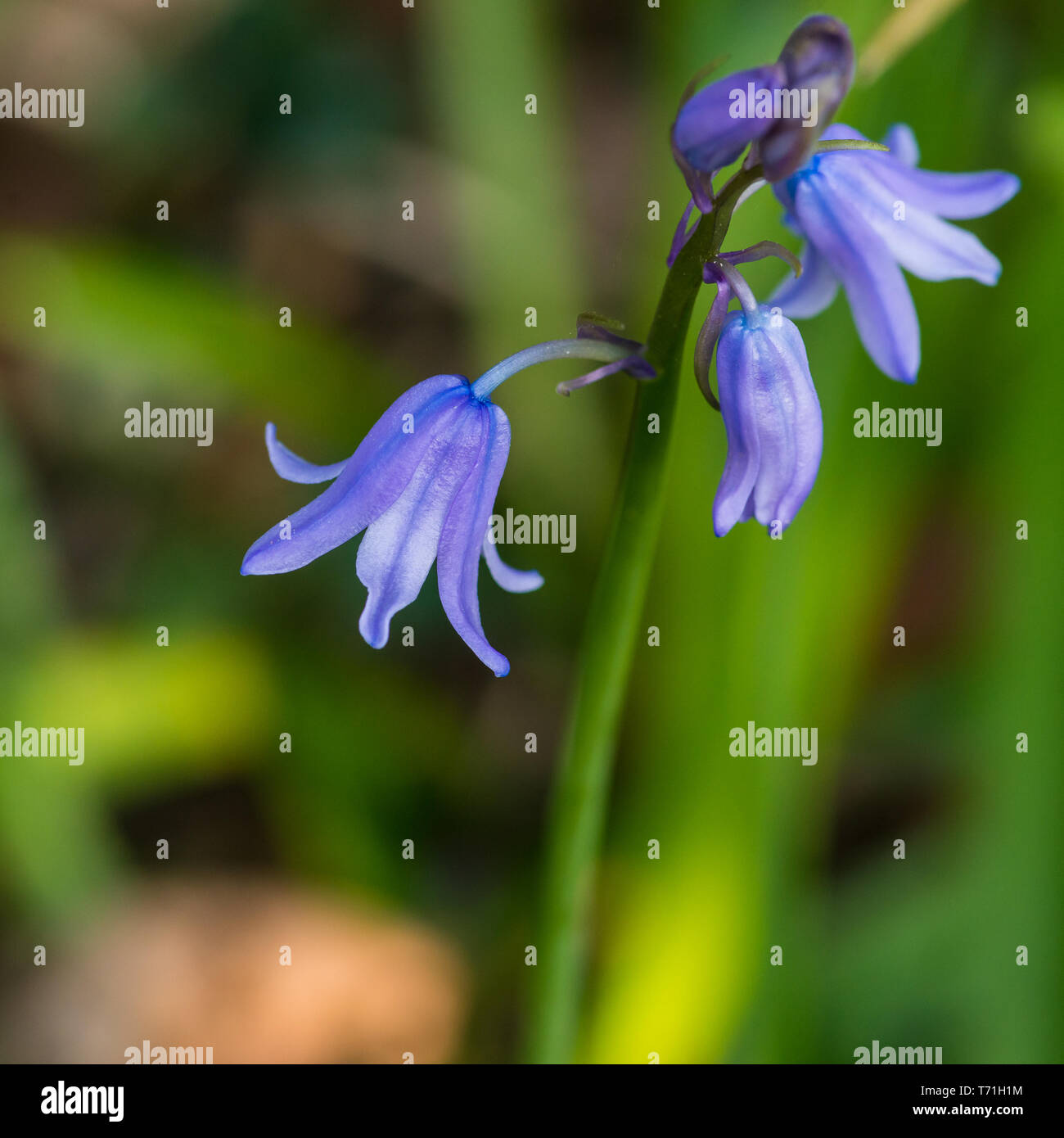 Bluebell bloom hi-res stock photography and images - Alamy