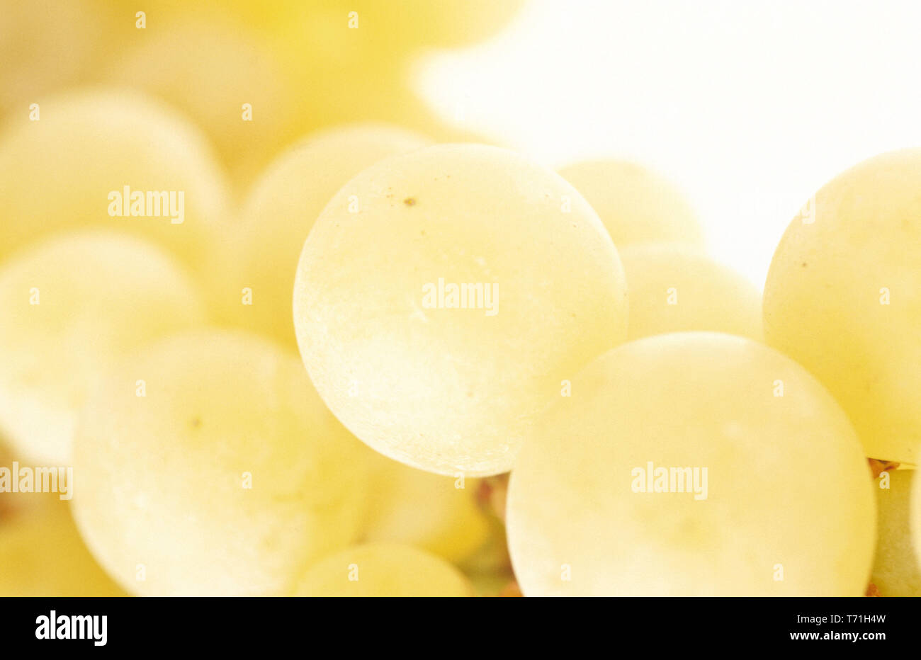 transparent wine picture with a light background Stock Photo - Alamy