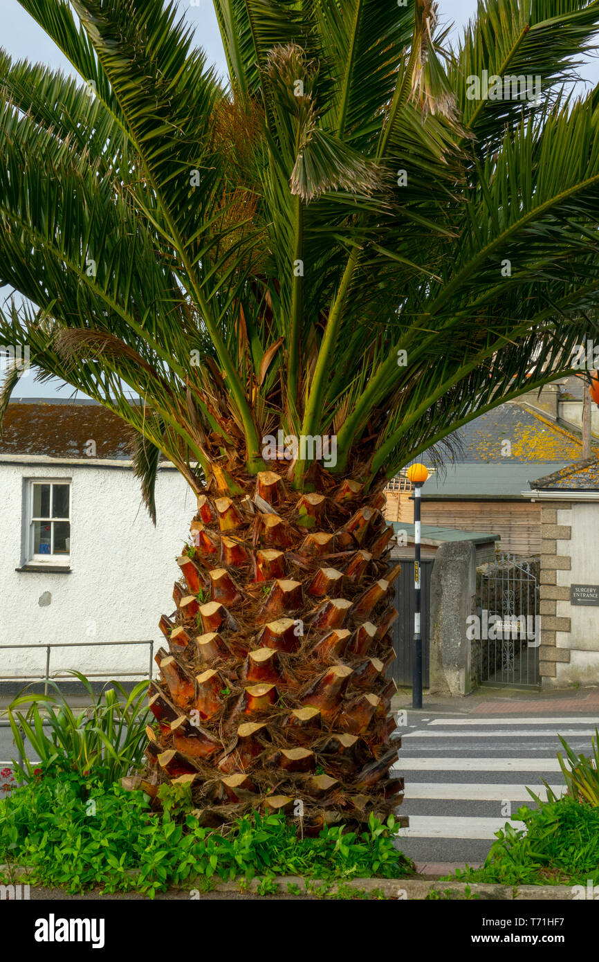 Washingtonia Robusta Palm Trees Cornwall Stock Photo - Alamy