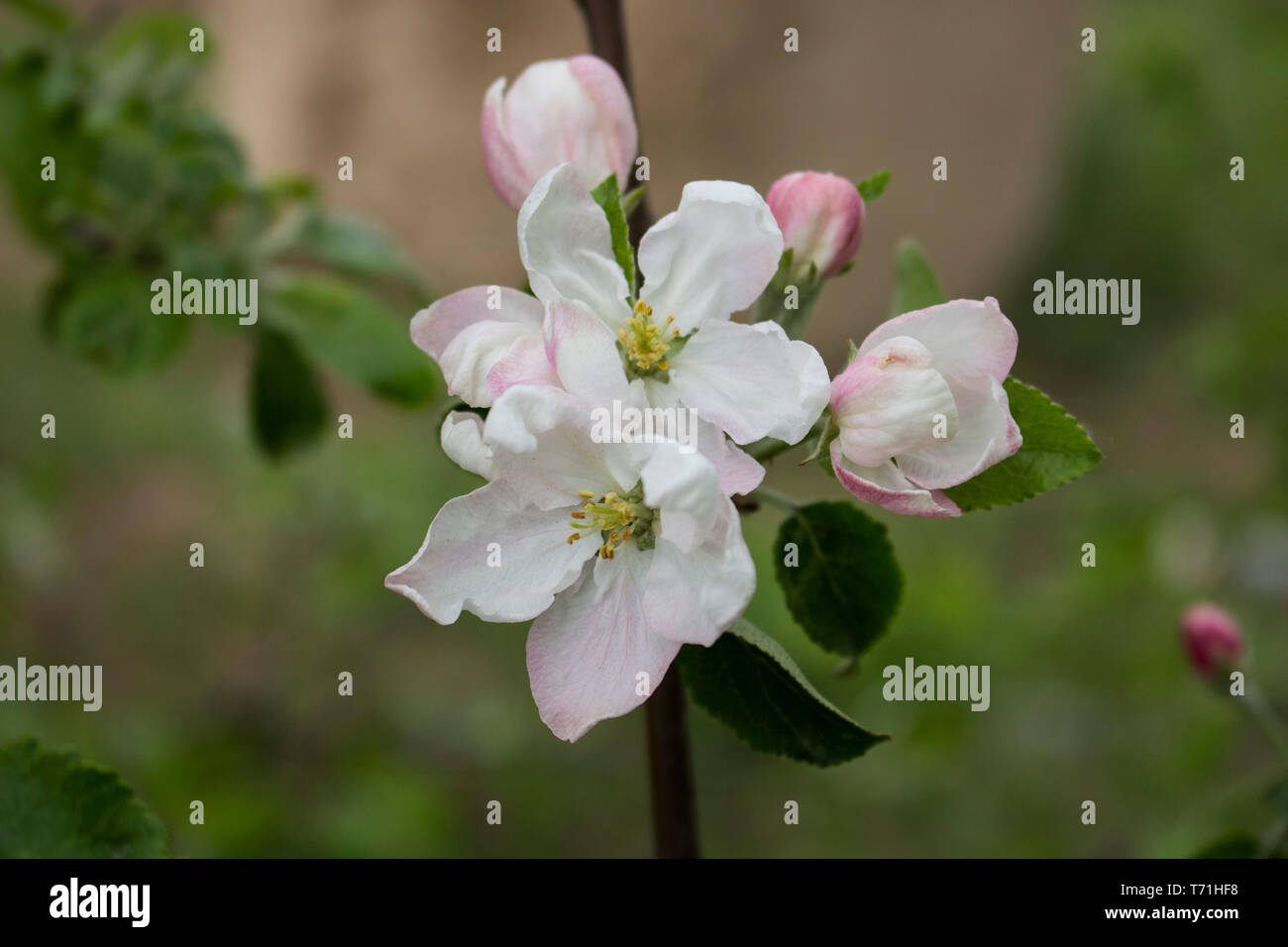 Beautiful spring flower. Apple blossom. Branch of the tree with flowers ...