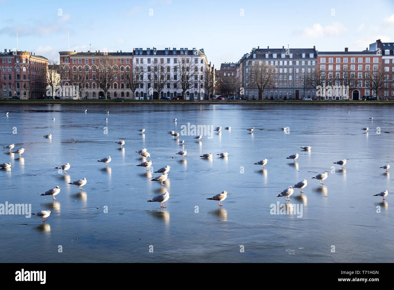 View over The Lakes in Copenhagen, Denmark Stock Photo - Alamy