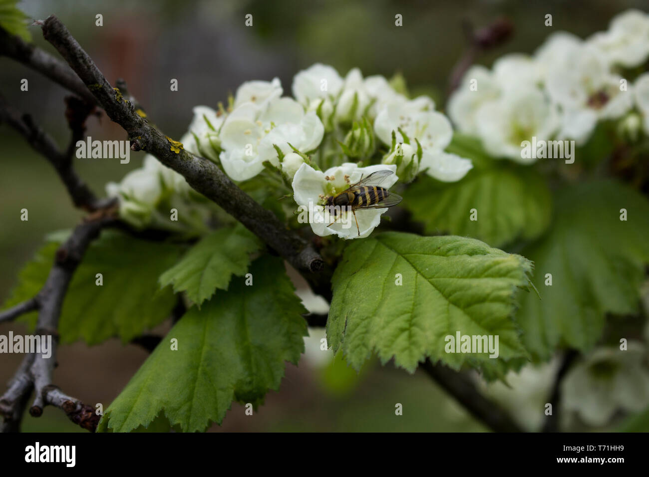 Spring. Flowers blossom. Bee pollination of flowers. The bee is sitting ...