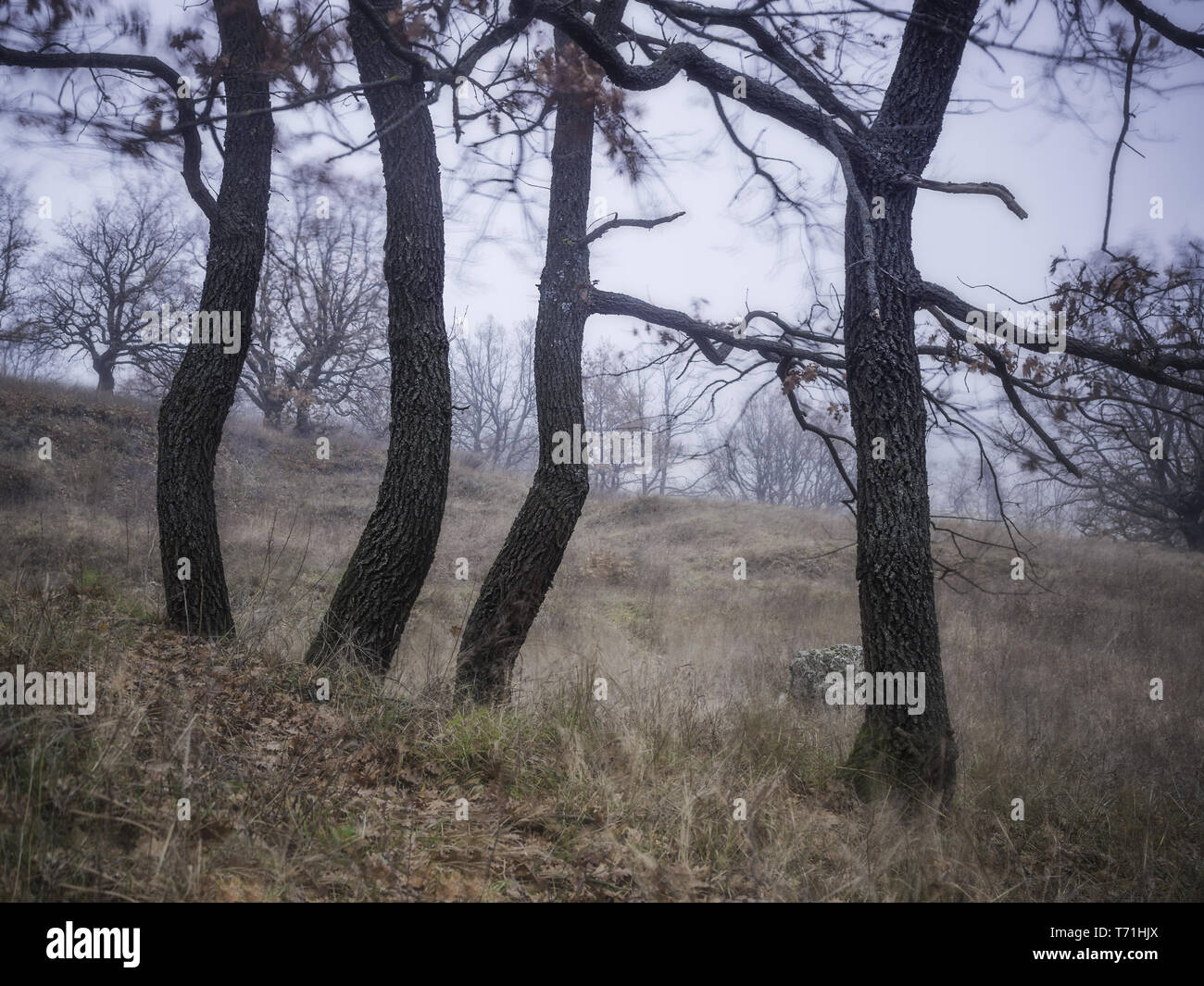 Dancing trees hi-res stock photography and images - Alamy