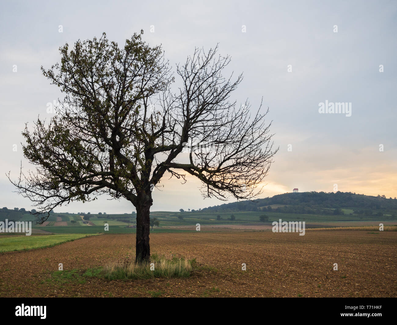 landscape with trree and a chapel in the distance Stock Photo - Alamy