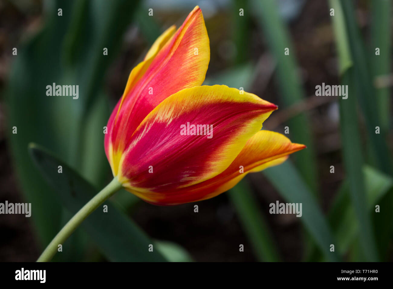 Tulip Fire High Resolution Stock Photography and Images - Alamy
