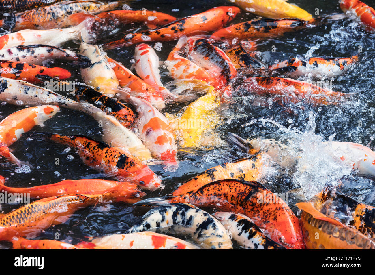 Gold fish aquarium top view hi-res stock photography and images - Alamy