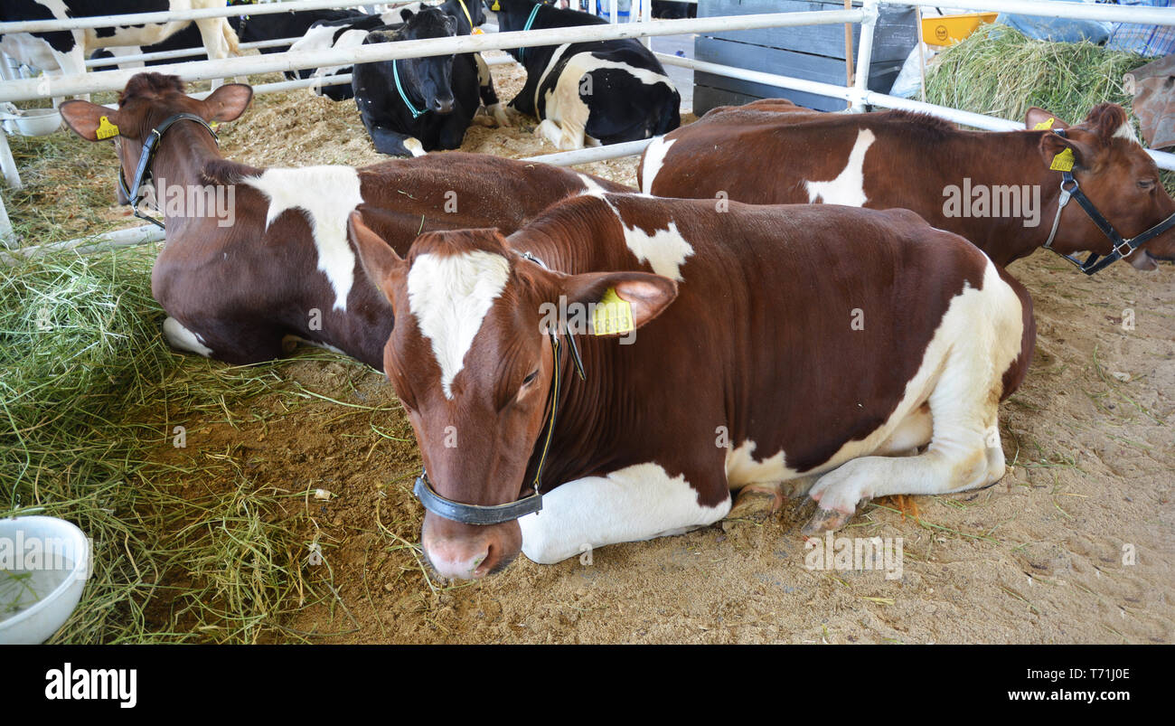 Mastitis In Beef Cows