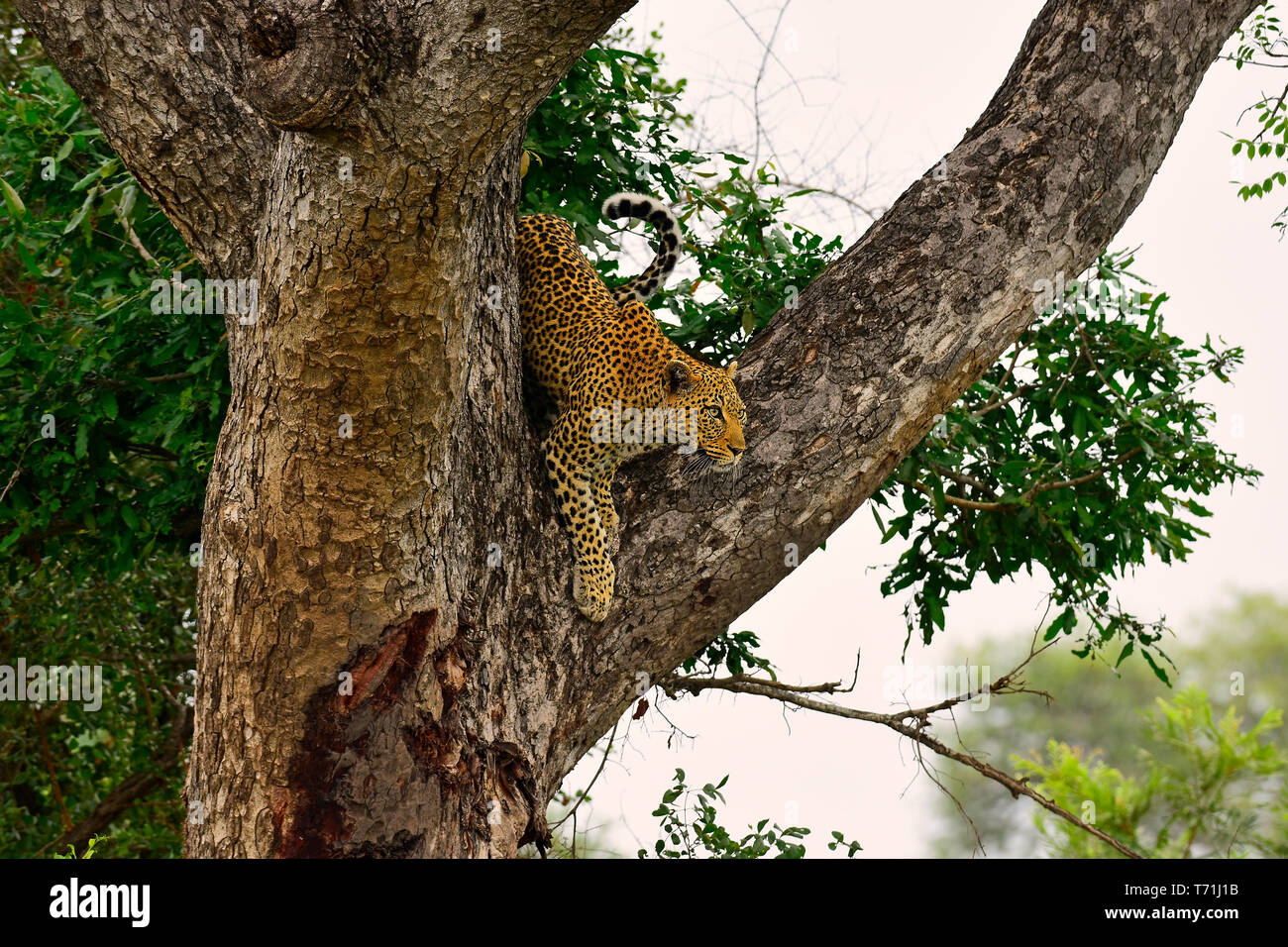 Leopard Panthera pardus climbing down tree Kruger National Park, South ...