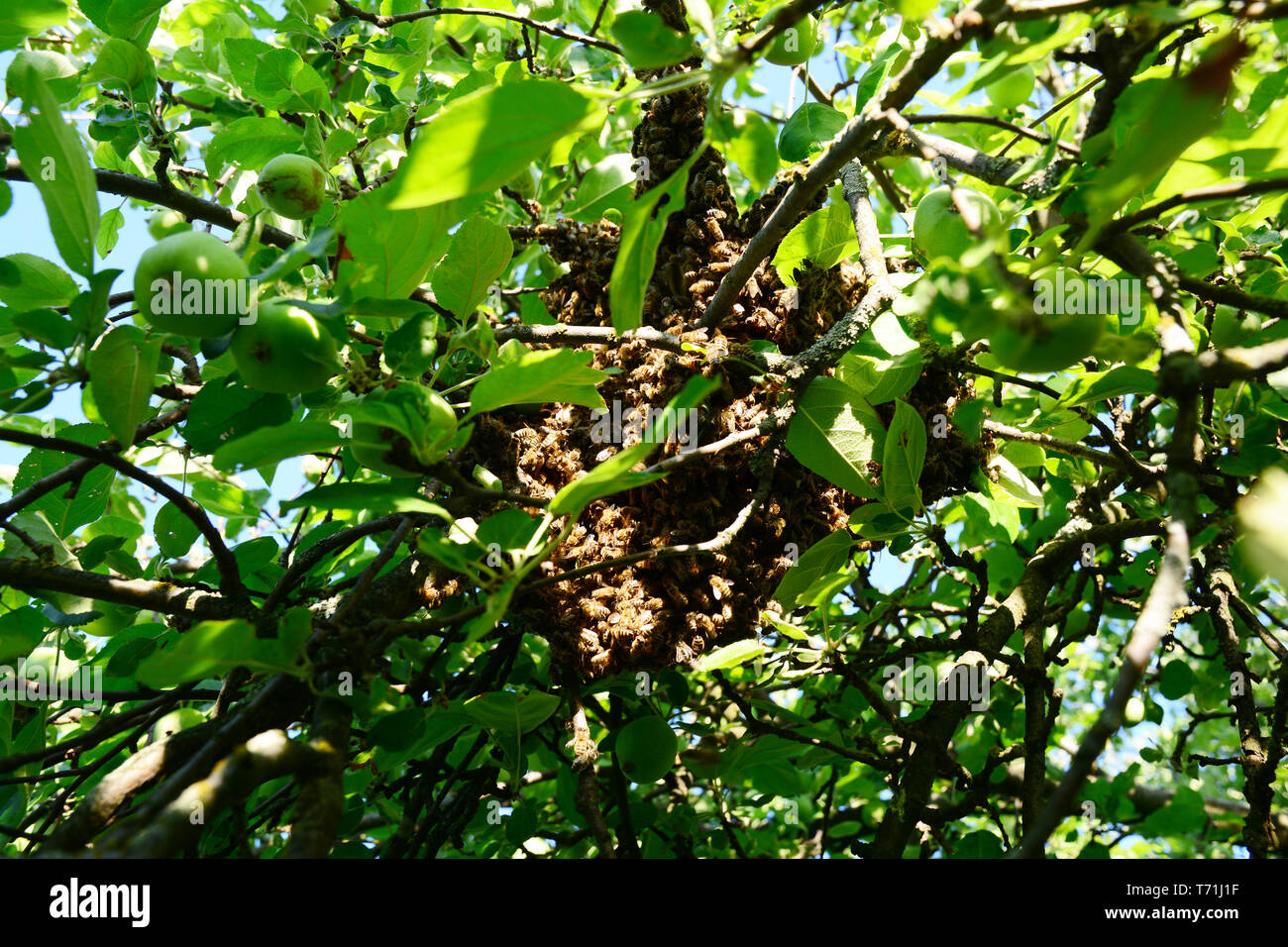 Wild honey bees swarm on the tree in the garden Stock Photo - Alamy