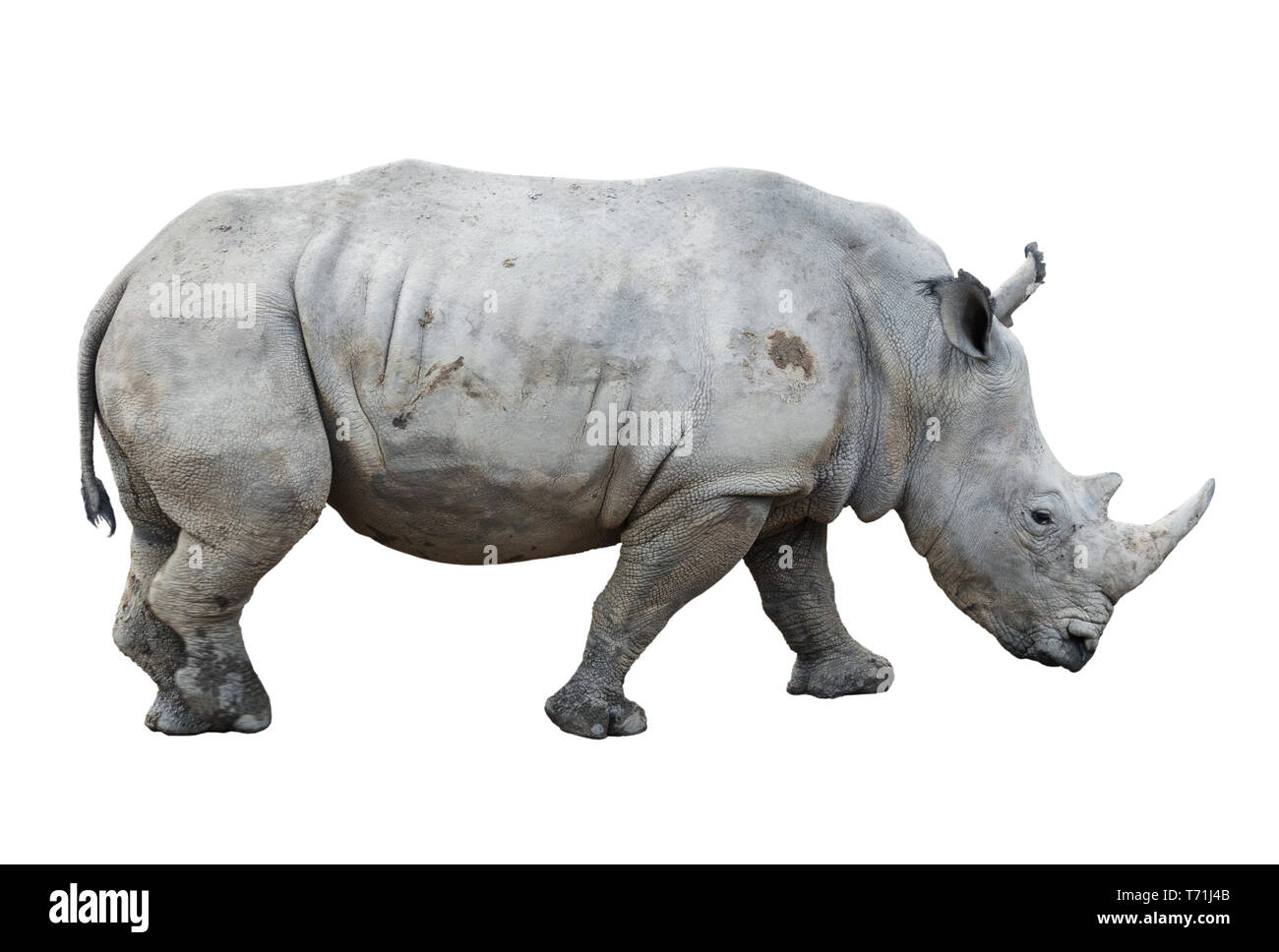 big rhinoceros isolated Stock Photo - Alamy