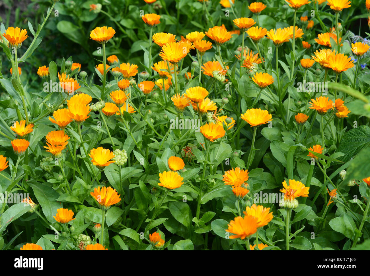 Calendula officinalis or Pot Marigold, Common Marigold, Scotch Marigold ...