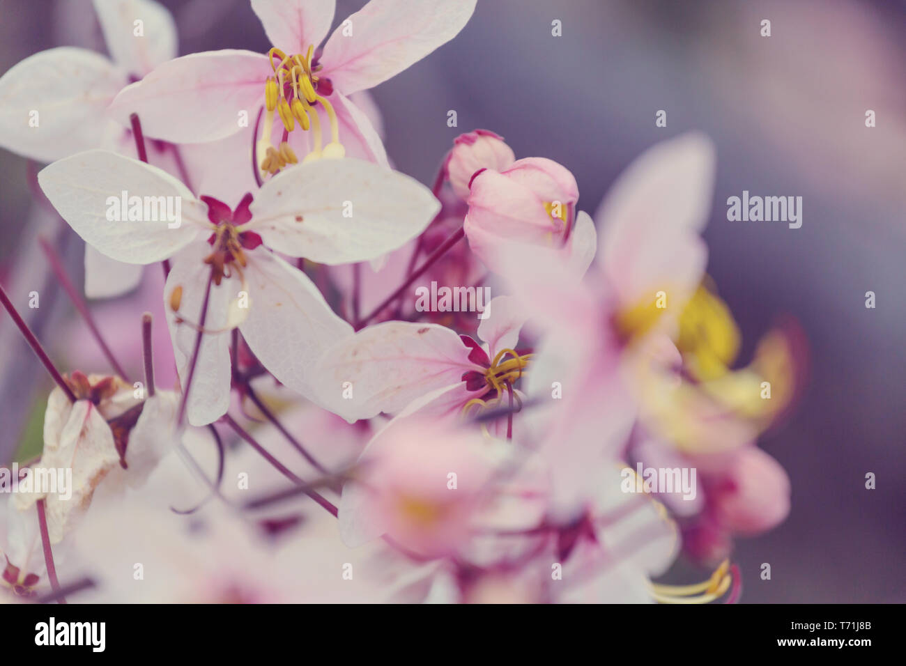 Blossoming pink shower flower hi-res stock photography and images - Alamy