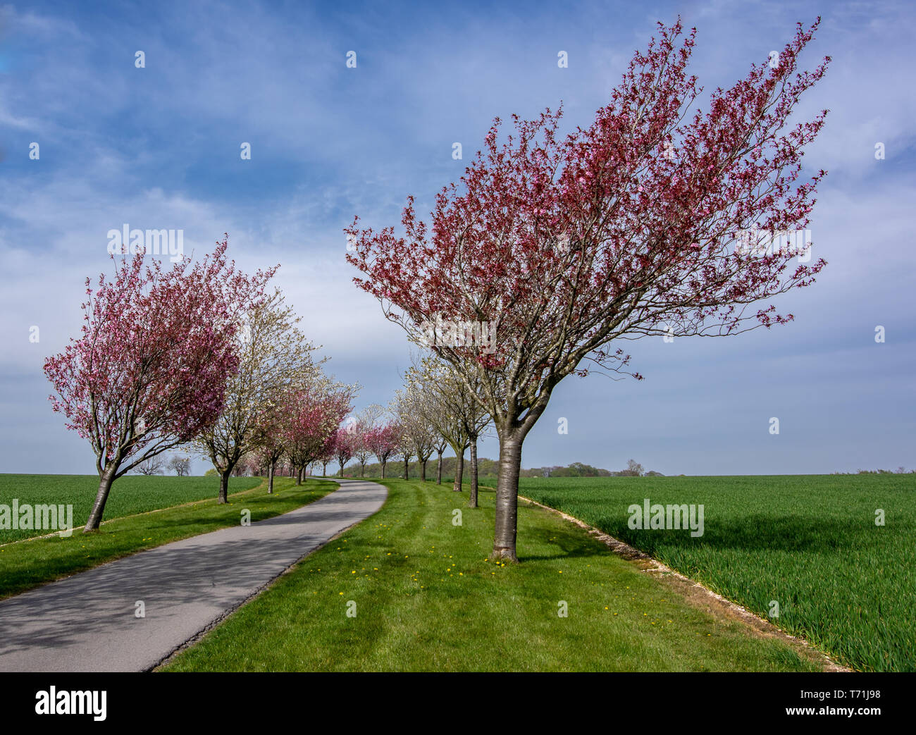 Avenue of trees in Northfield Huggate Yorkshire Wolds Stock Photo - Alamy