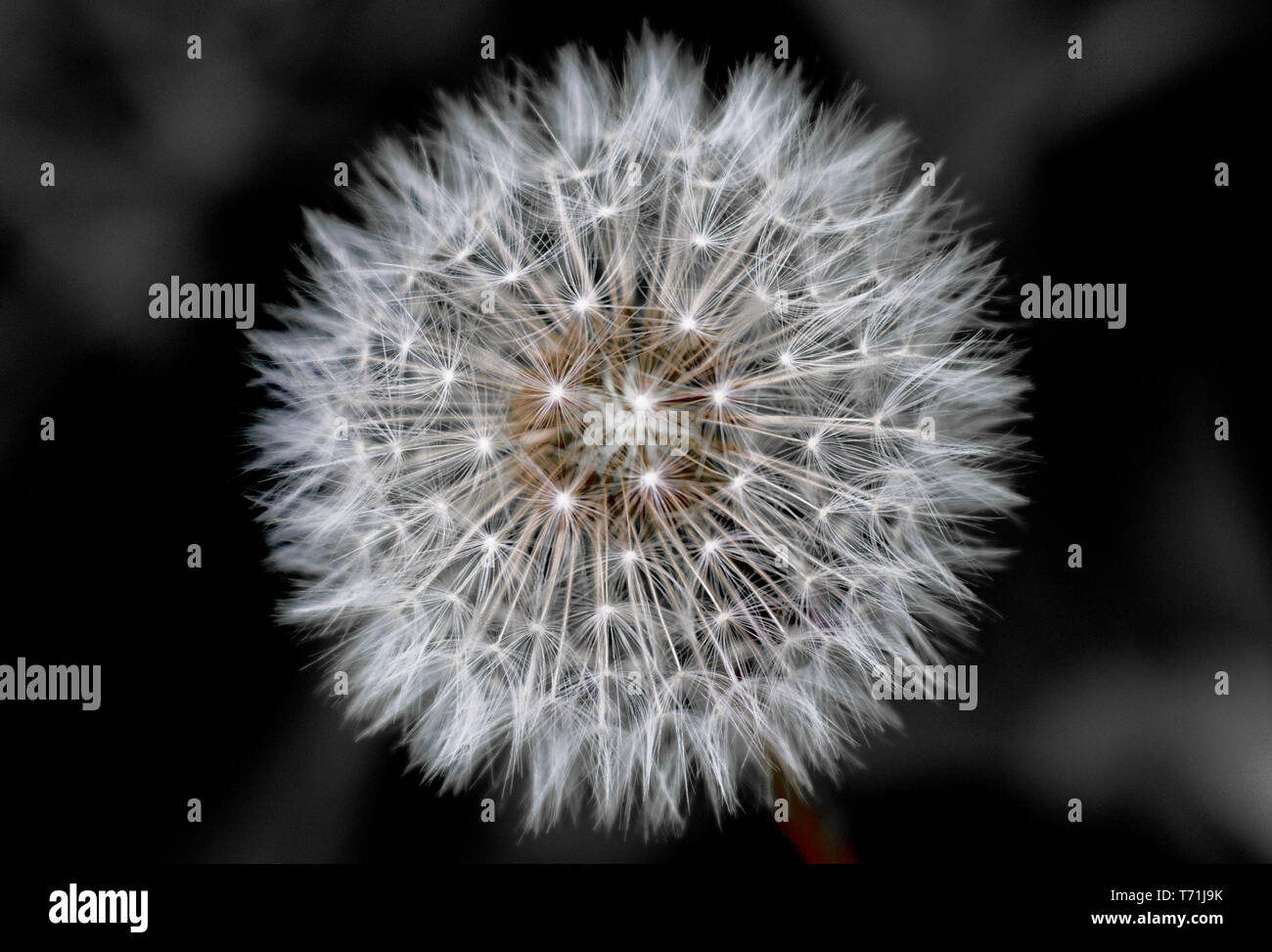 Dandelion up close Stock Photo - Alamy