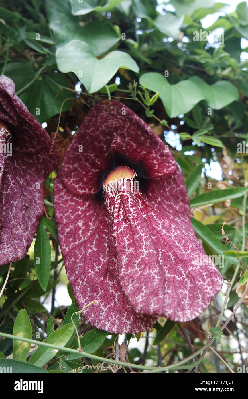 Giant blossom of a pipe flower Stock Photo - Alamy