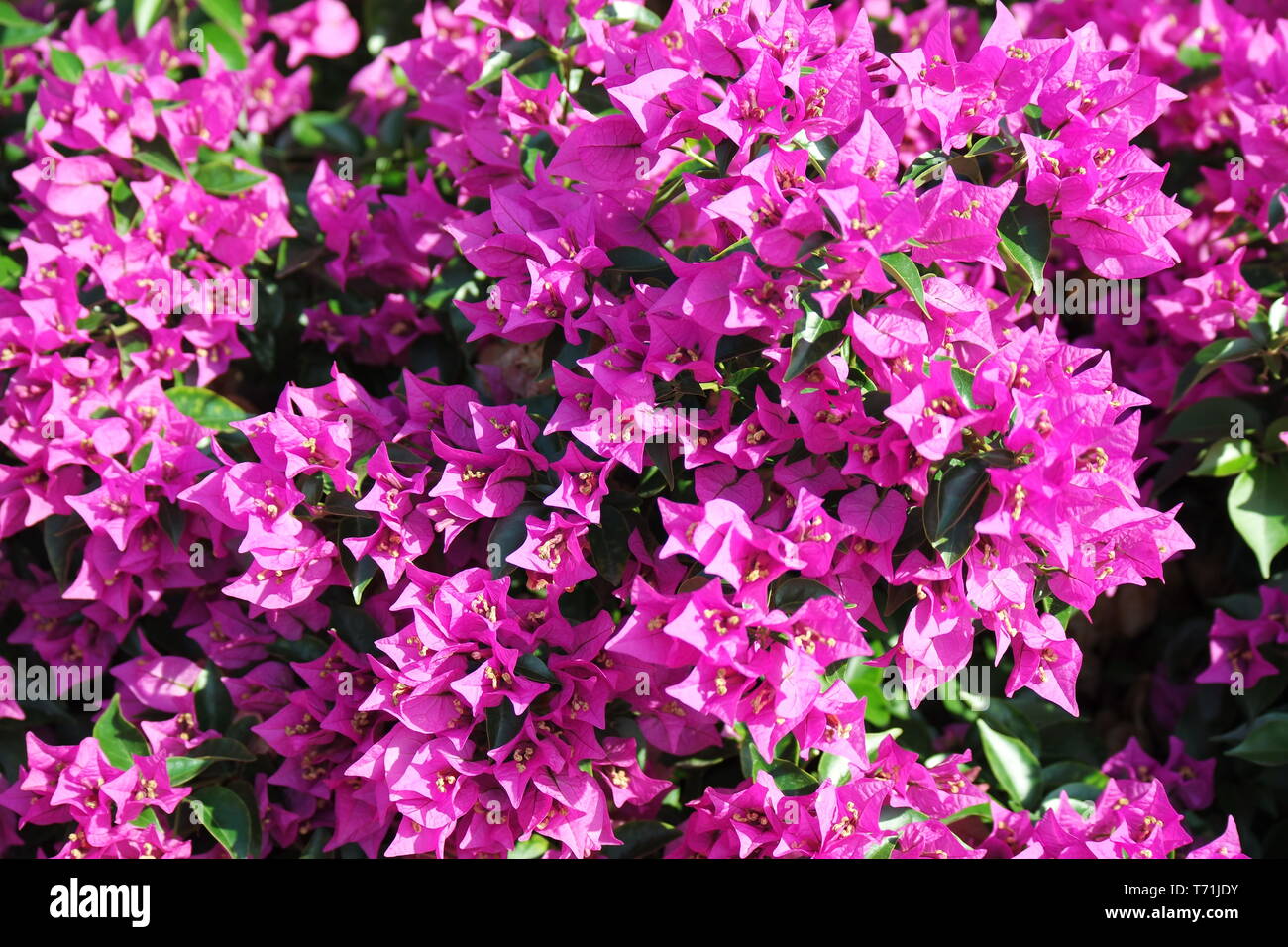 Bougainvillea hedge hi-res stock photography and images - Alamy Bougainvillea hedge hi-res stock photography and images - Alamy