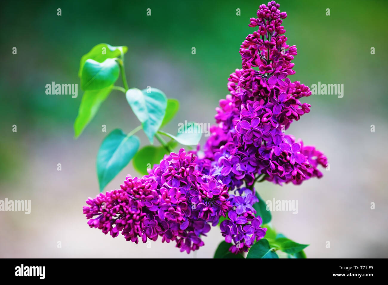 Purple lilac flowers Stock Photo - Alamy