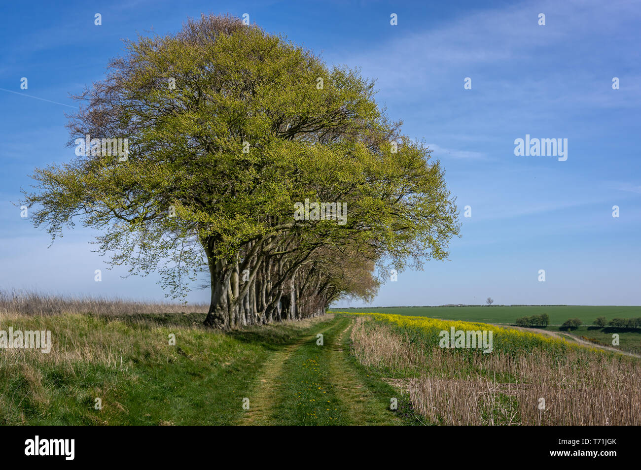 Fairydale Trees in Yorkshire Wolds Stock Photo - Alamy