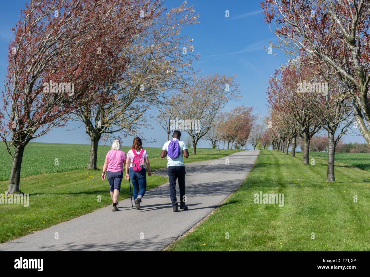 Hiking through an avenue of trees Stock Photo - Alamy