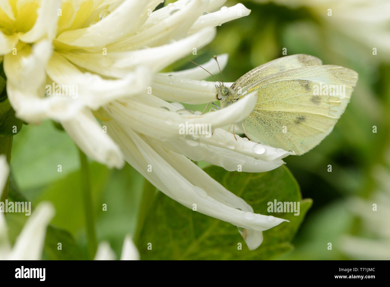 668 χάρτης της πάρου hi-res stock photography and images - Alamy