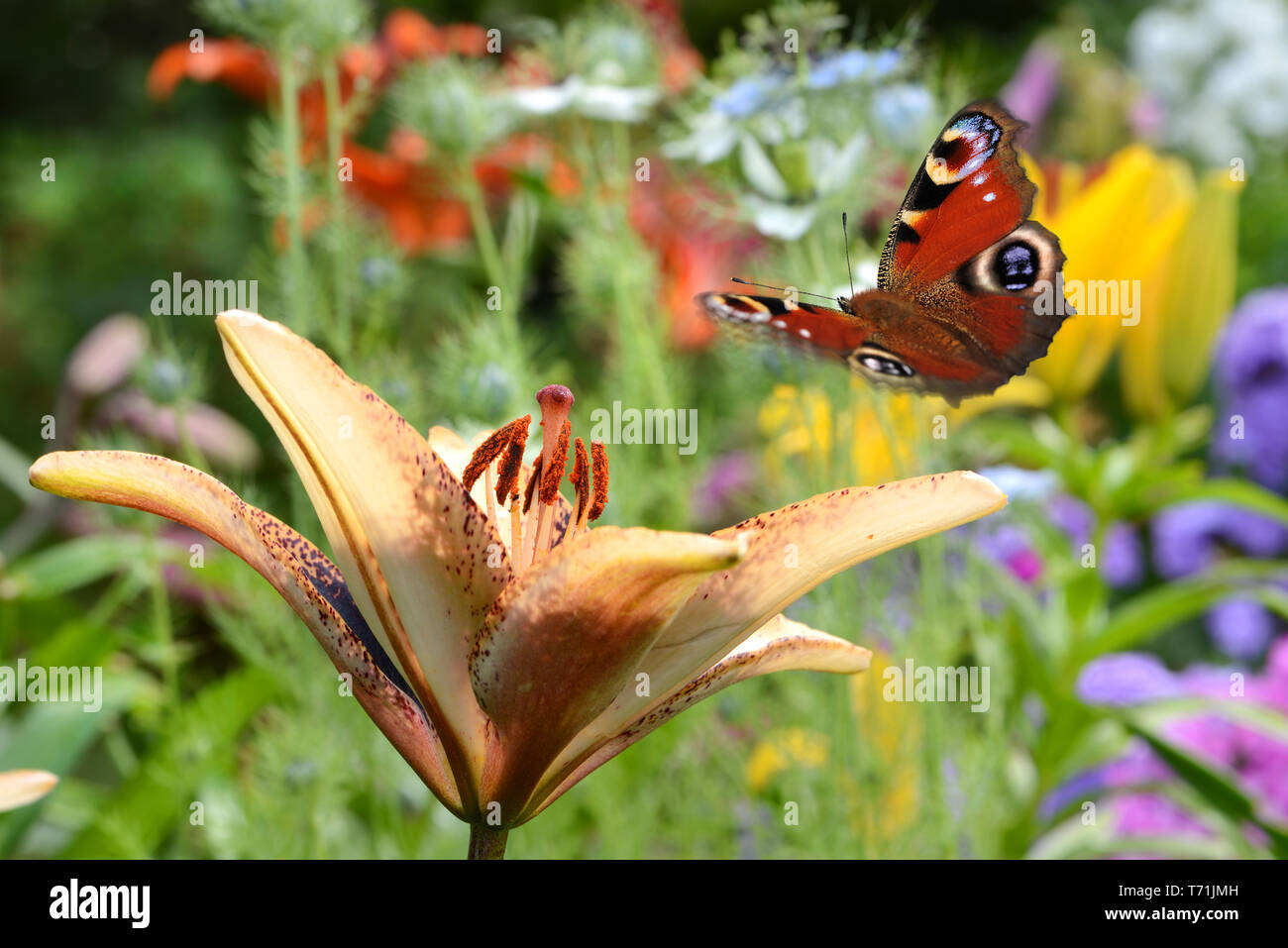 647 hi-res stock photography and images - Alamy