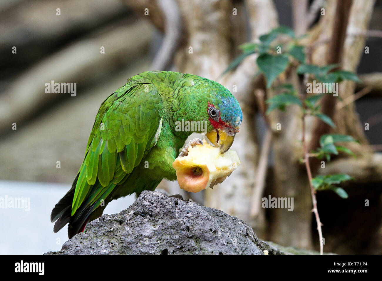 The Great Green Macaw also known as Buffon's Macaw or the Great ...