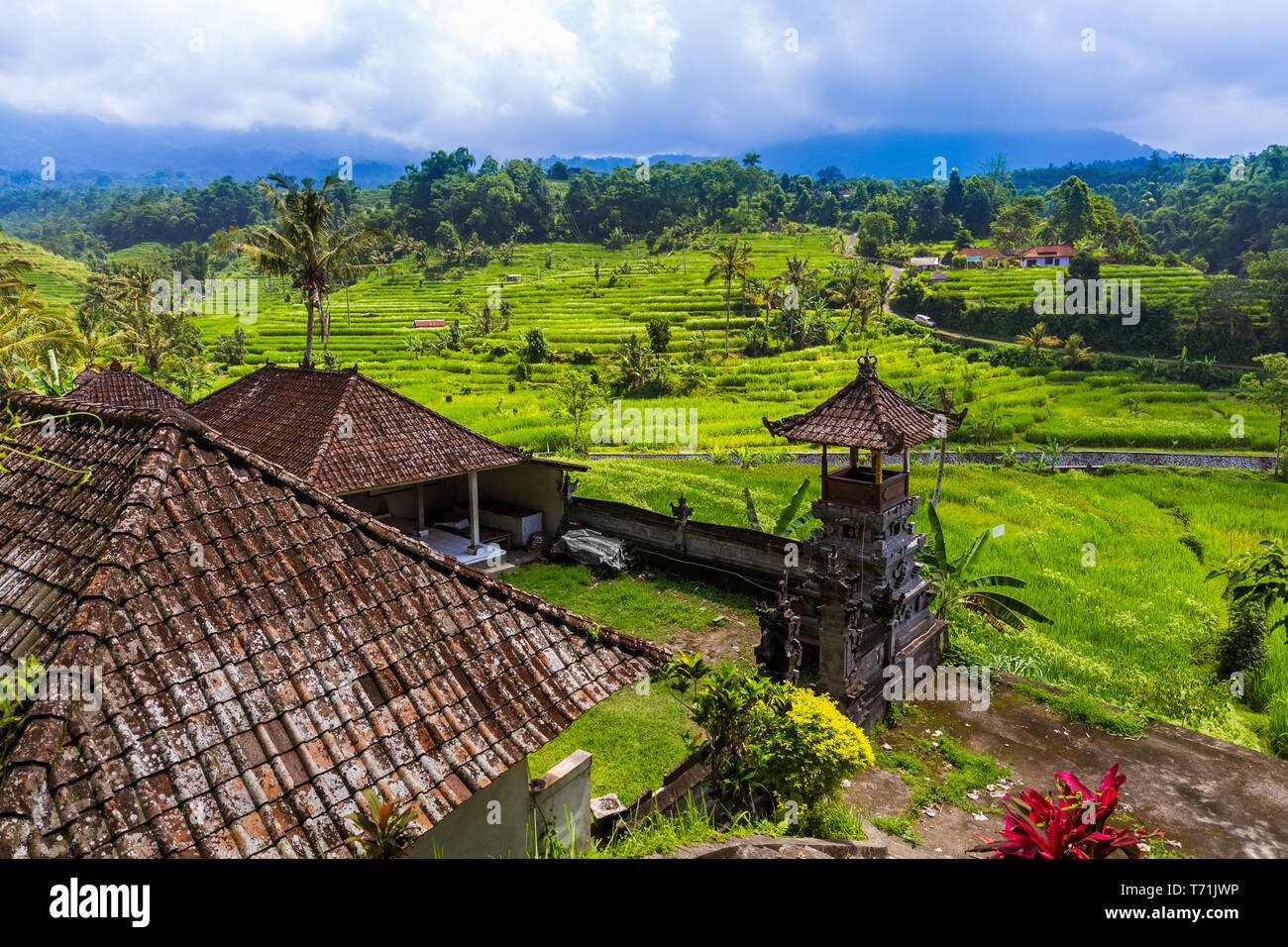 Rice fields - Bali island Indonesia Stock Photo - Alamy