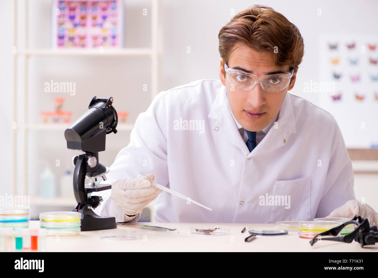 Scientist entomologist studying new butterfly species Stock Photo - Alamy