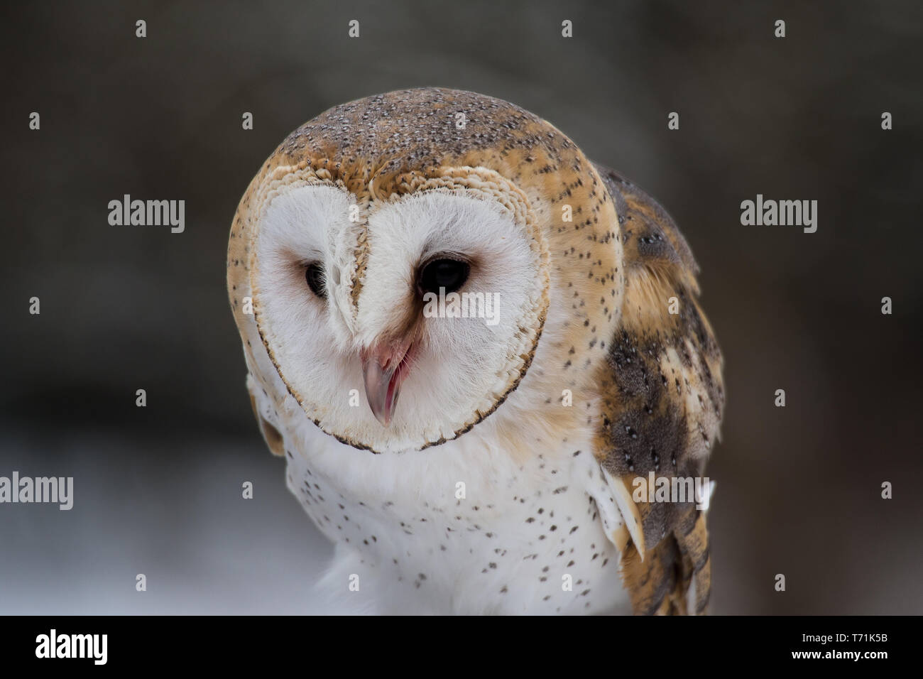 The western barn owl, Tyto alba is usually considered a subspecies ...