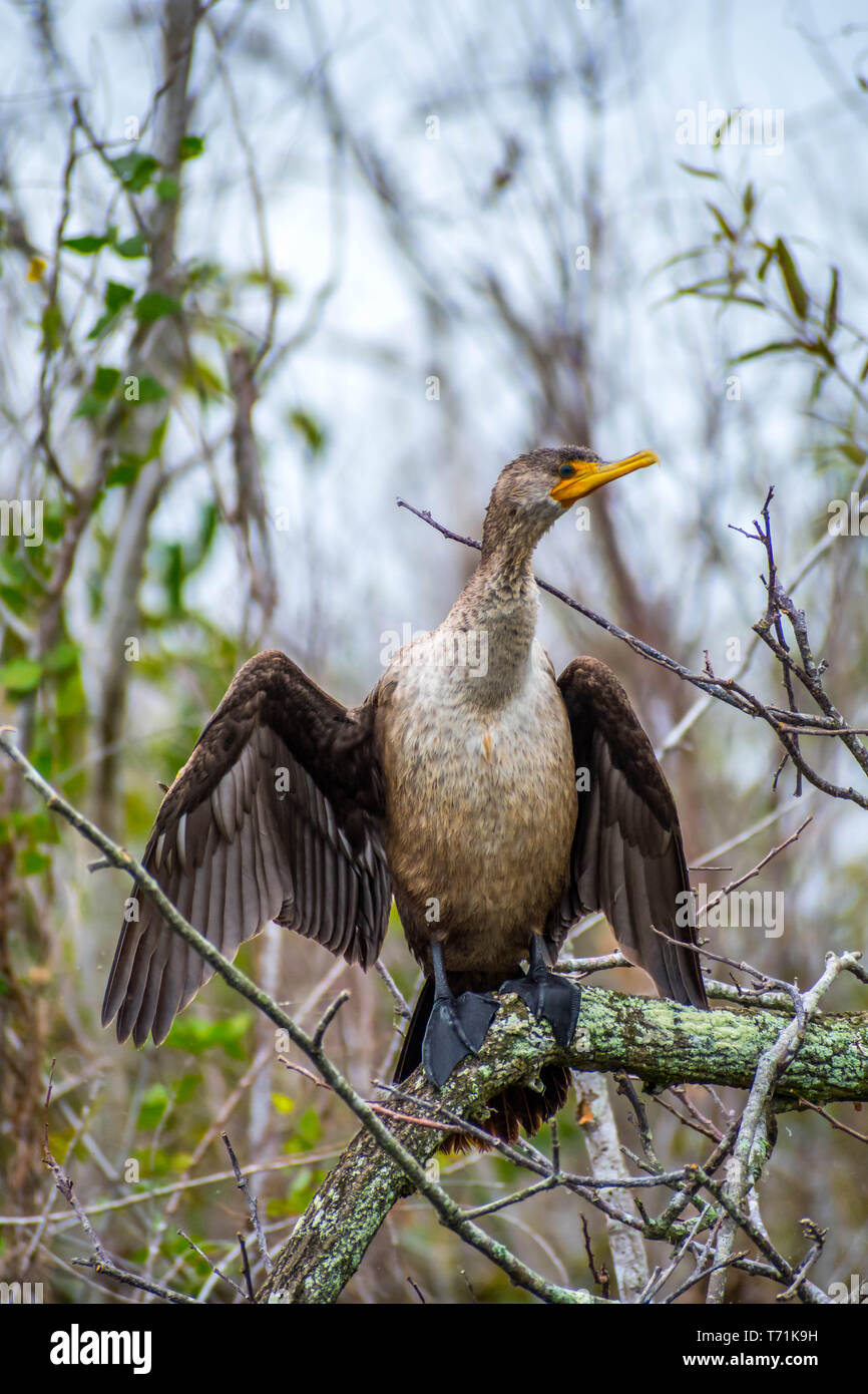 American female anhinga hi-res stock photography and images - Alamy