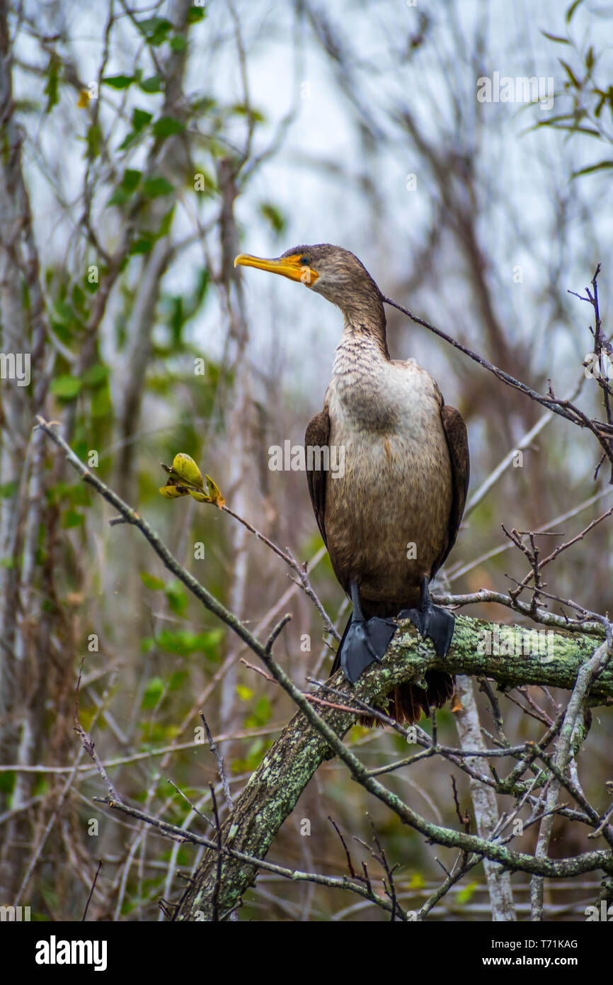 A Female Anhinga in Everglades National Park, Florida Stock Photo - Alamy