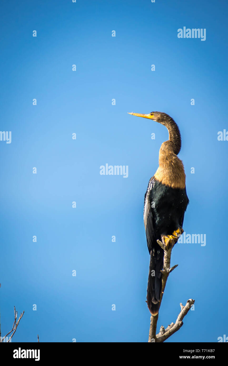 A Female Anhinga in Everglades National Park, Florida Stock Photo - Alamy