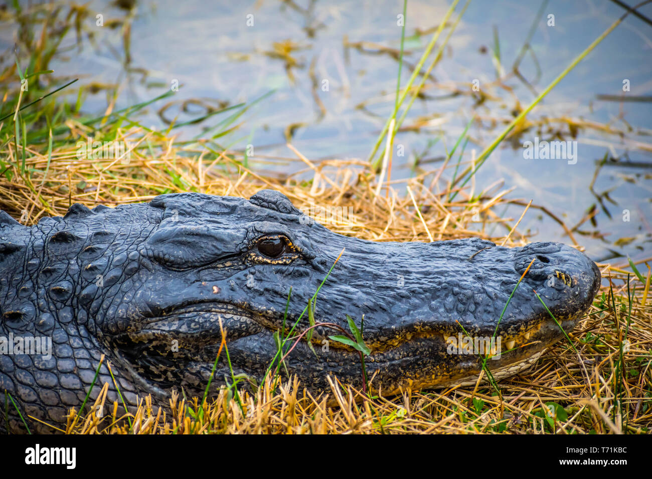 American Alligator In Everglades National High Resolution Stock ...