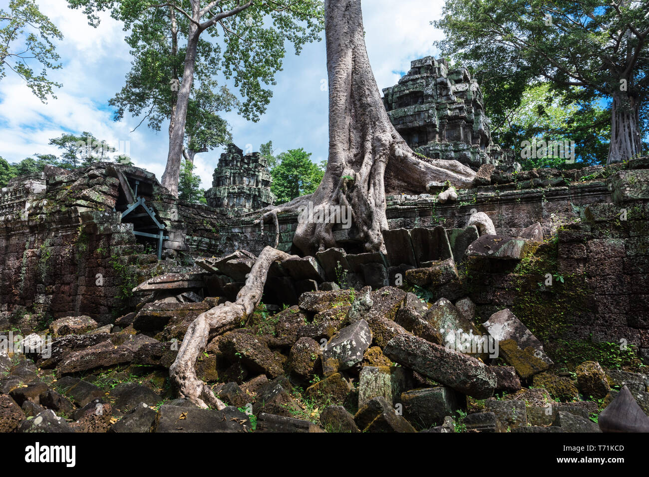 temple ruins of Ta Prohm with banyan tree Stock Photo - Alamy
