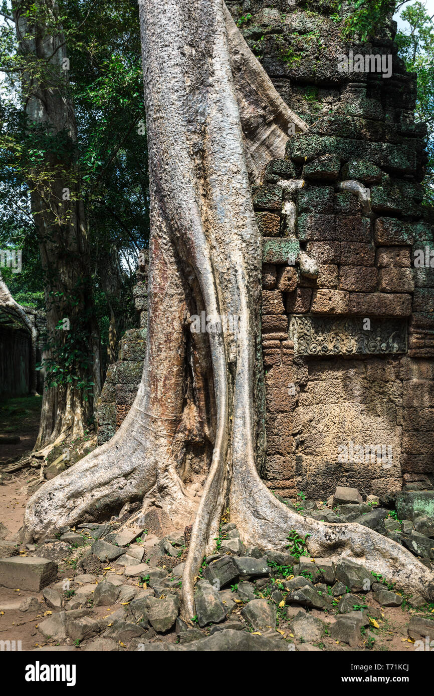 ruins of temple Ta Prohm with banyan tree Stock Photo - Alamy