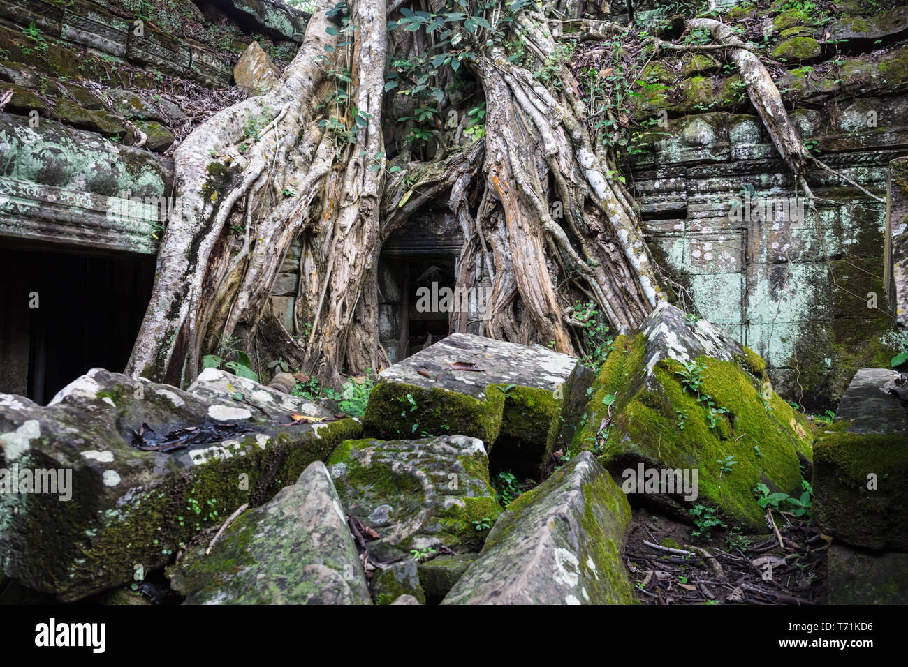 ruins of the temple Ta Prohm Stock Photo - Alamy