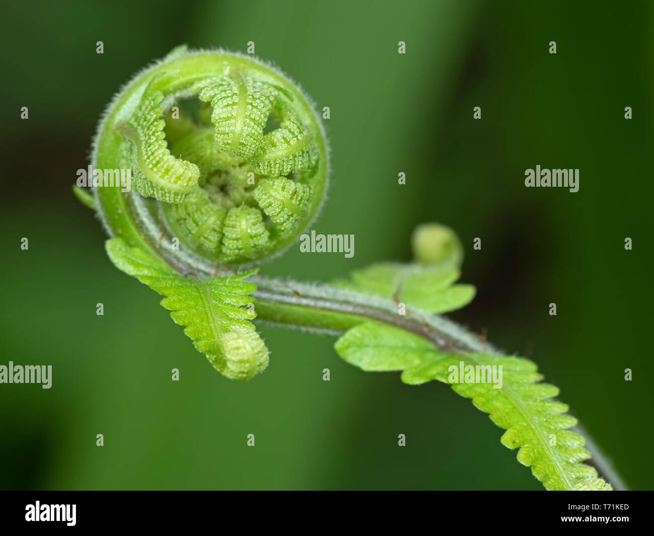 Macro Photography of young leaf of fern Isolated on Background Stock ...