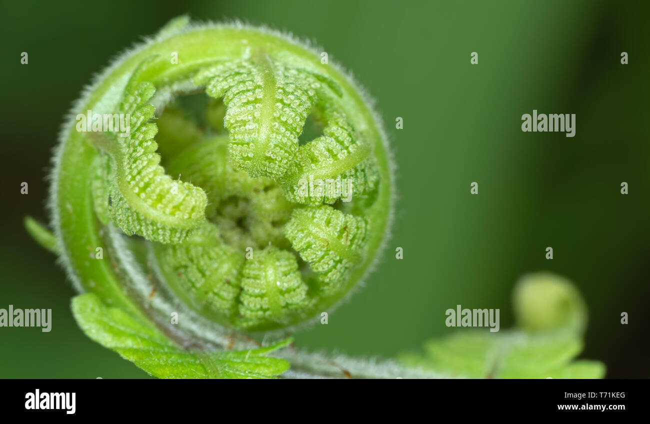 Macro Photography of young leaf of fern Isolated on Background with ...
