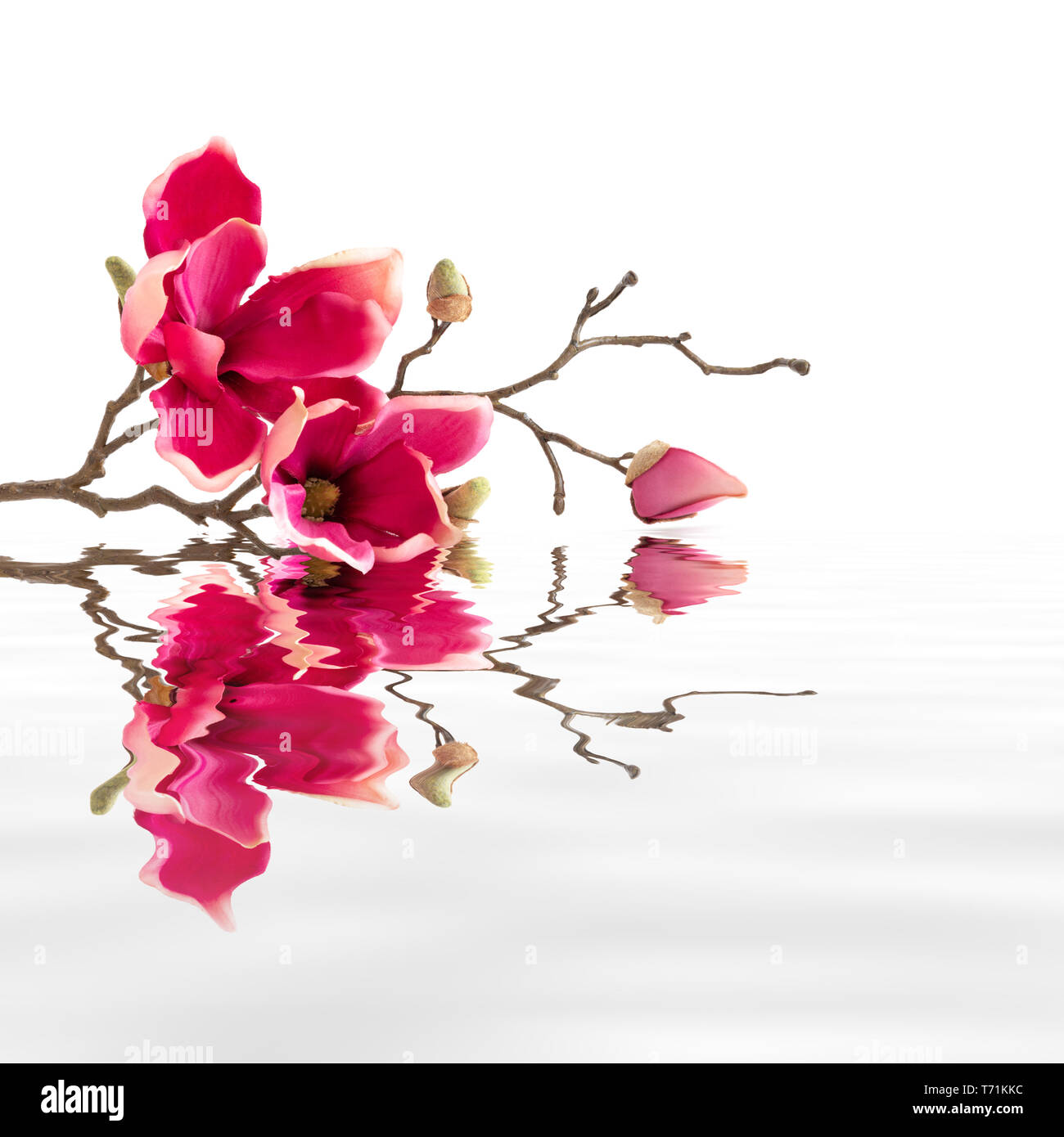 Aquatic reflections hi-res stock photography and images - Alamy