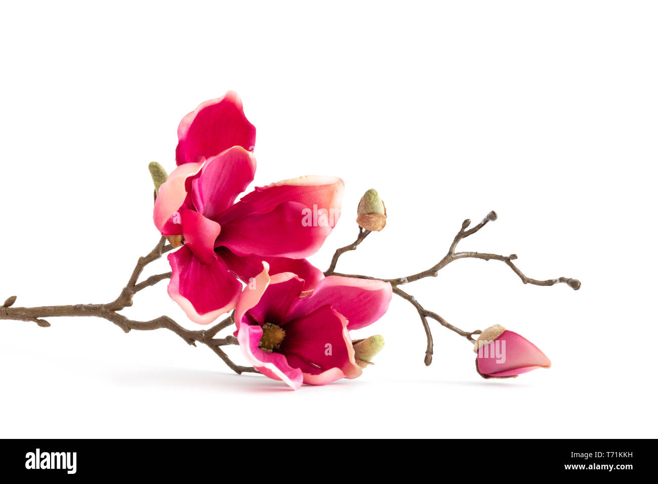 some red magnolia flowers Stock Photo - Alamy