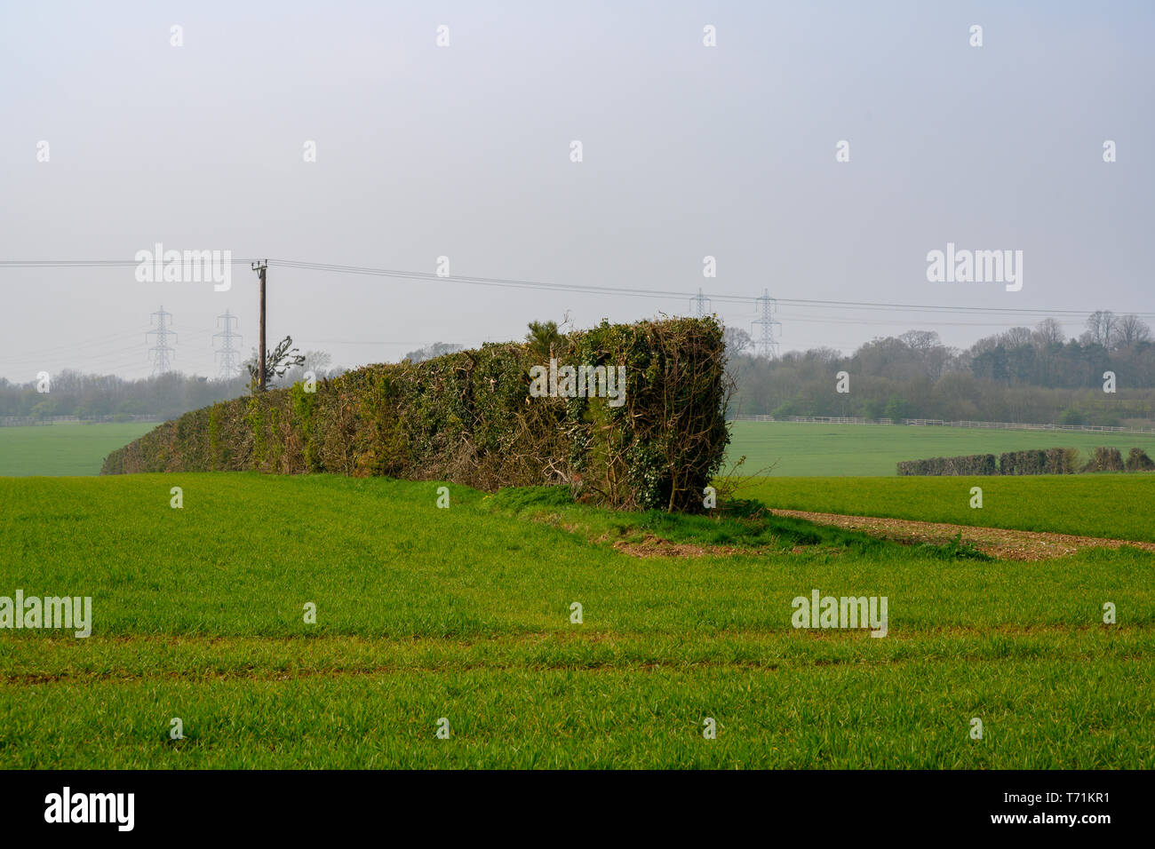 Wind break hedges planted in the middle of farmland Stock Photo - Alamy