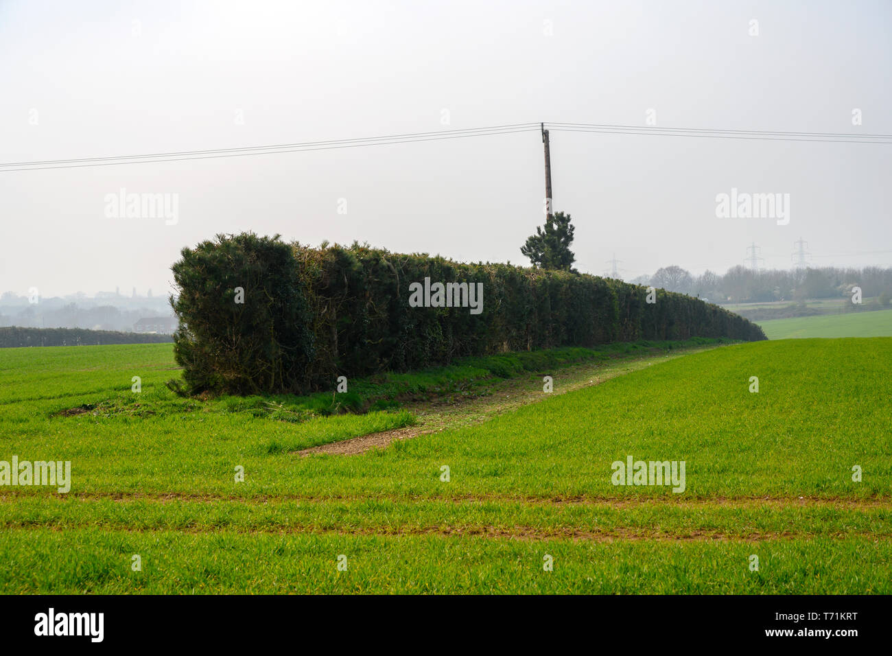 Wind break hedges planted in the middle of farmland Stock Photo - Alamy