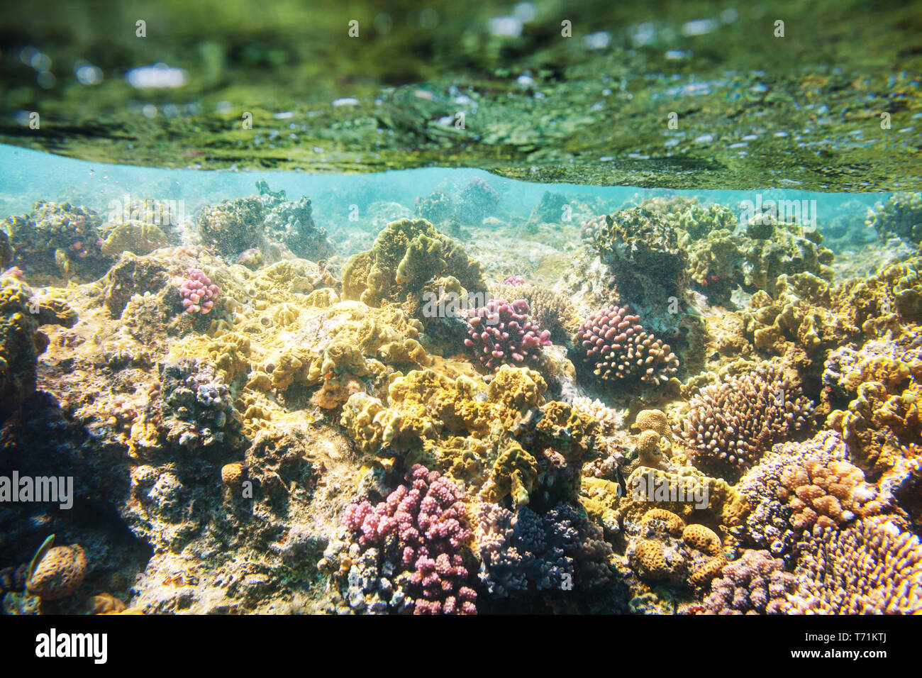 Creatures living under the ocean surface hi-res stock photography and ...