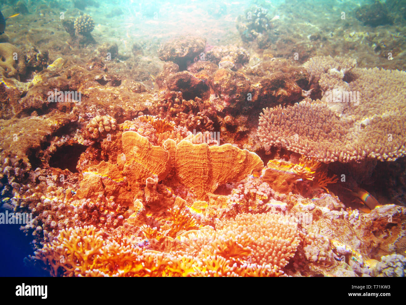 Creatures living under the ocean surface hi-res stock photography and ...