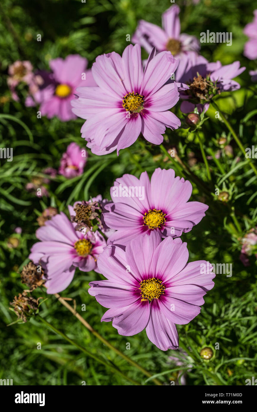 Blooming floral hi-res stock photography and images - Alamy