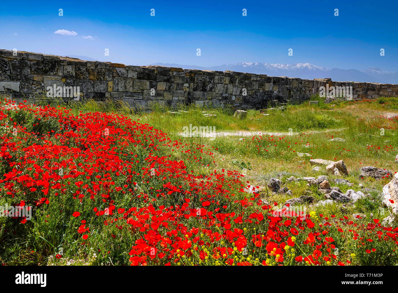 Red poppies and ancient city walls at Pamukkale hot springs and ...