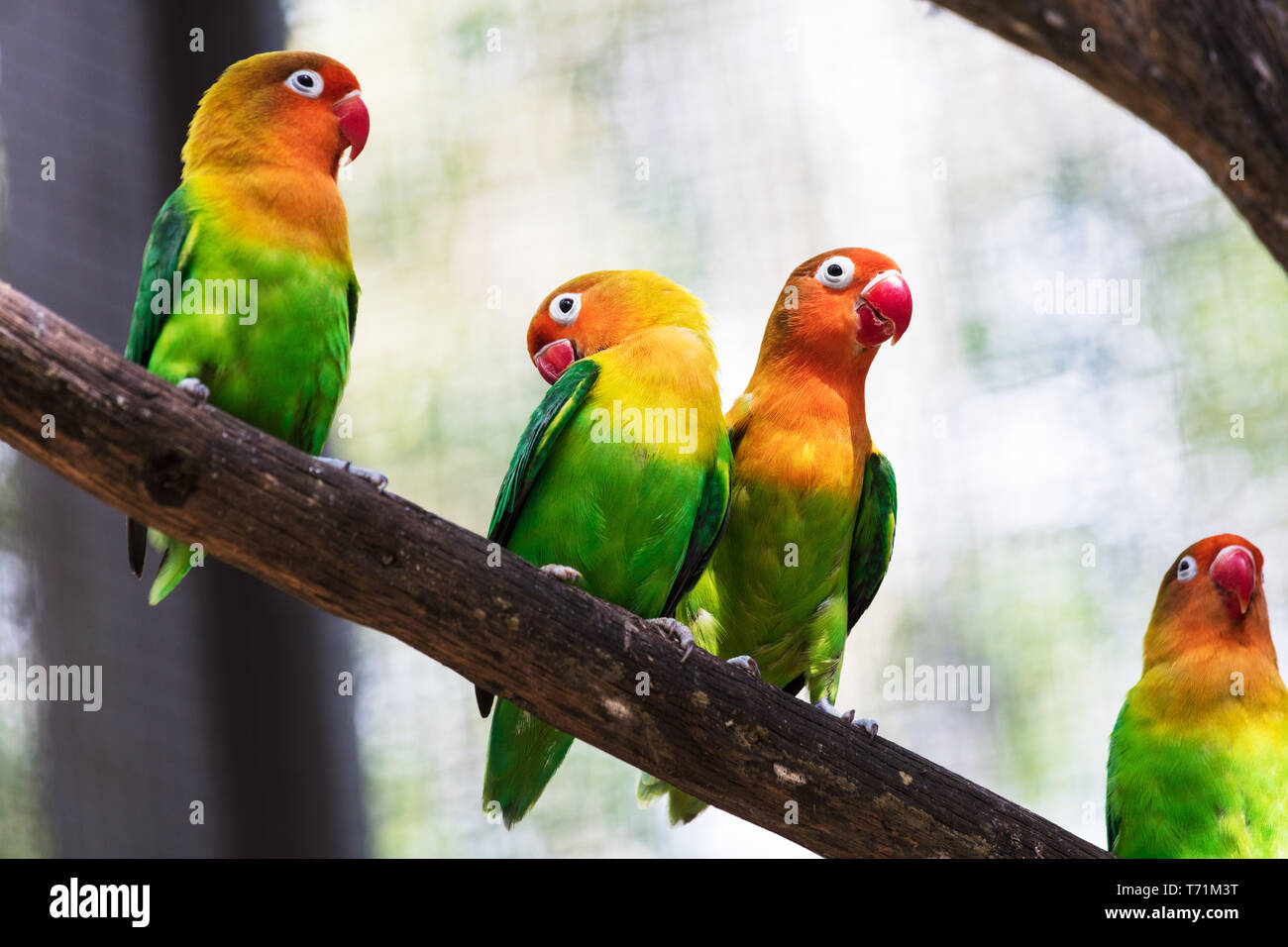 beautiful parrots in a tree Stock Photo - Alamy